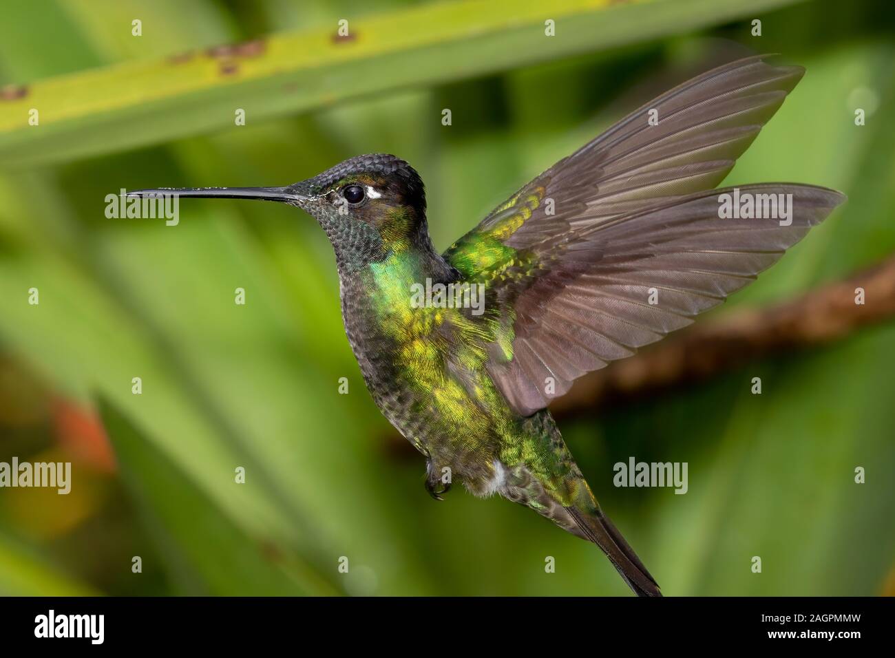 Fauna de panamá hi-res stock photography and images - Alamy
