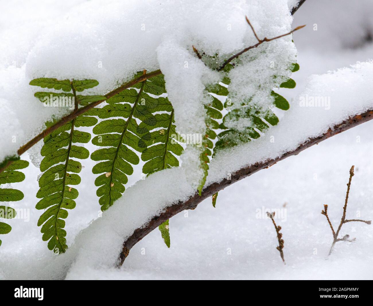 Fern leaves in a forest are still green in the early winter, but have ...