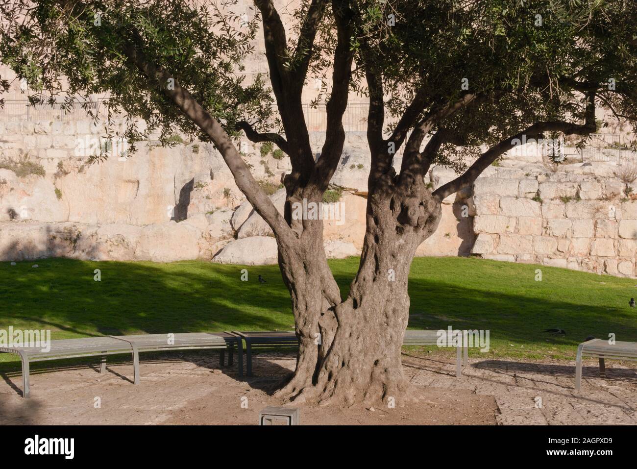 Mosque of the olive tree mosque hi-res stock photography and images - Alamy