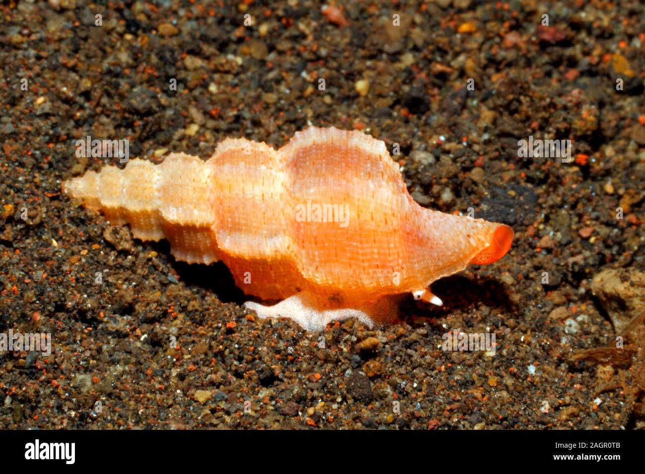 Sea snail hi-res stock photography and images - Alamy