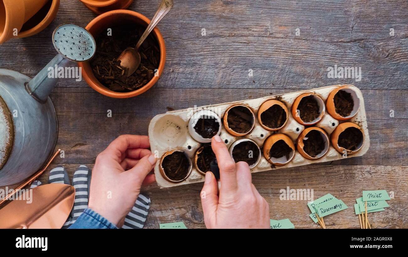 Flat lay. Step by step. Plantings seeds in eggshells and labeling them ...