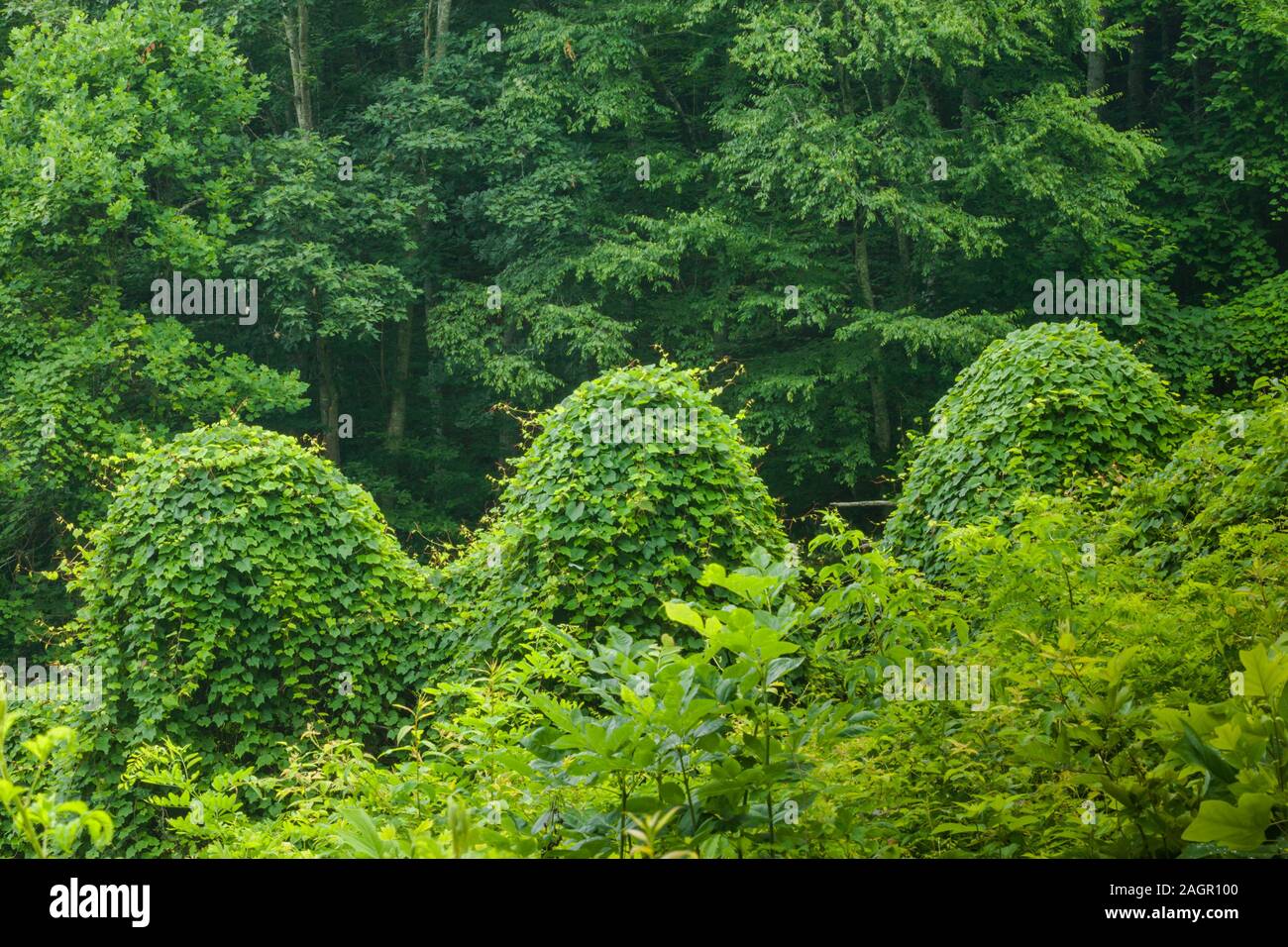 Kudzu vine hi-res stock photography and images - Alamy