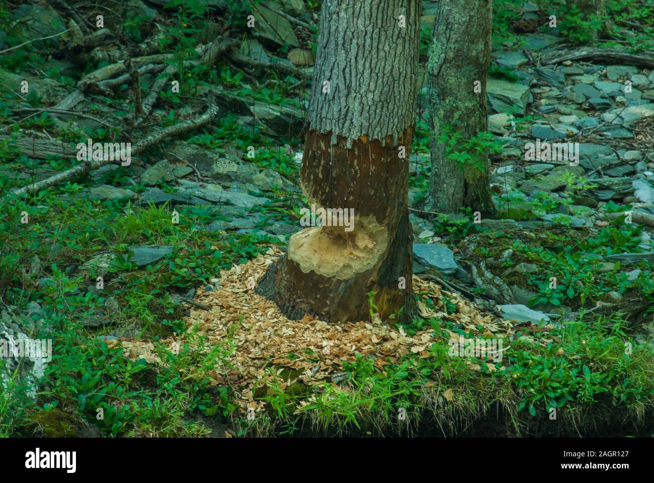 Beaver Activity in the Cherokee National Forest in Tennessee Stock ...