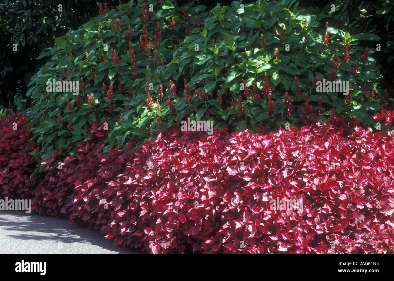 Iresine hi-res stock photography and images - Alamy