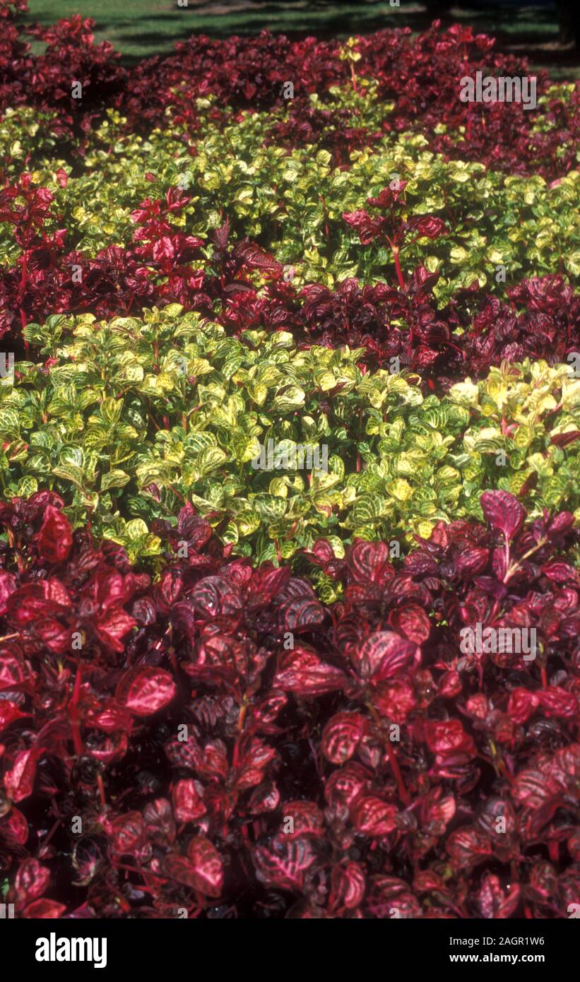 Iresine hi-res stock photography and images - Alamy