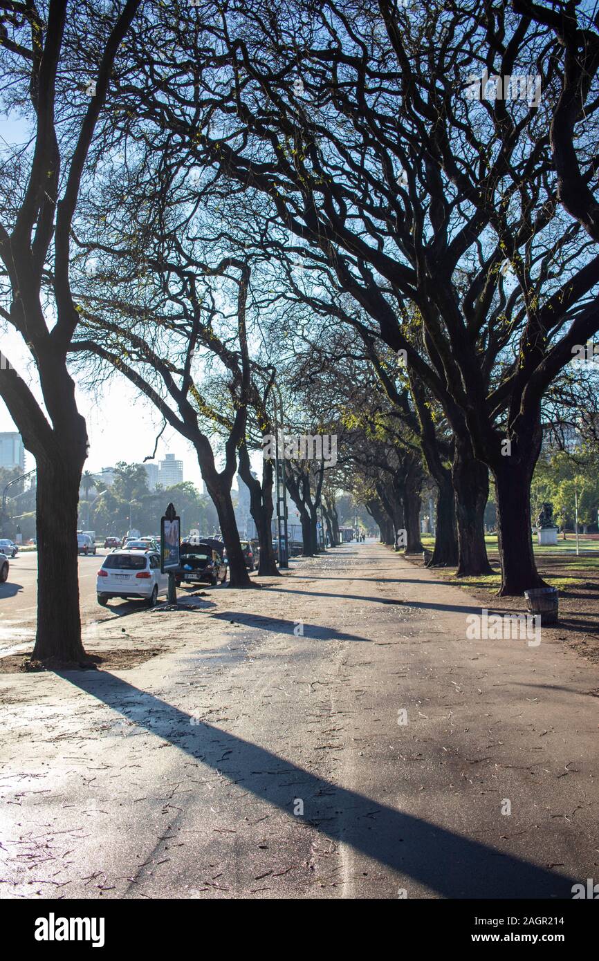 Pedestrian path between trees along the street Stock Photo - Alamy