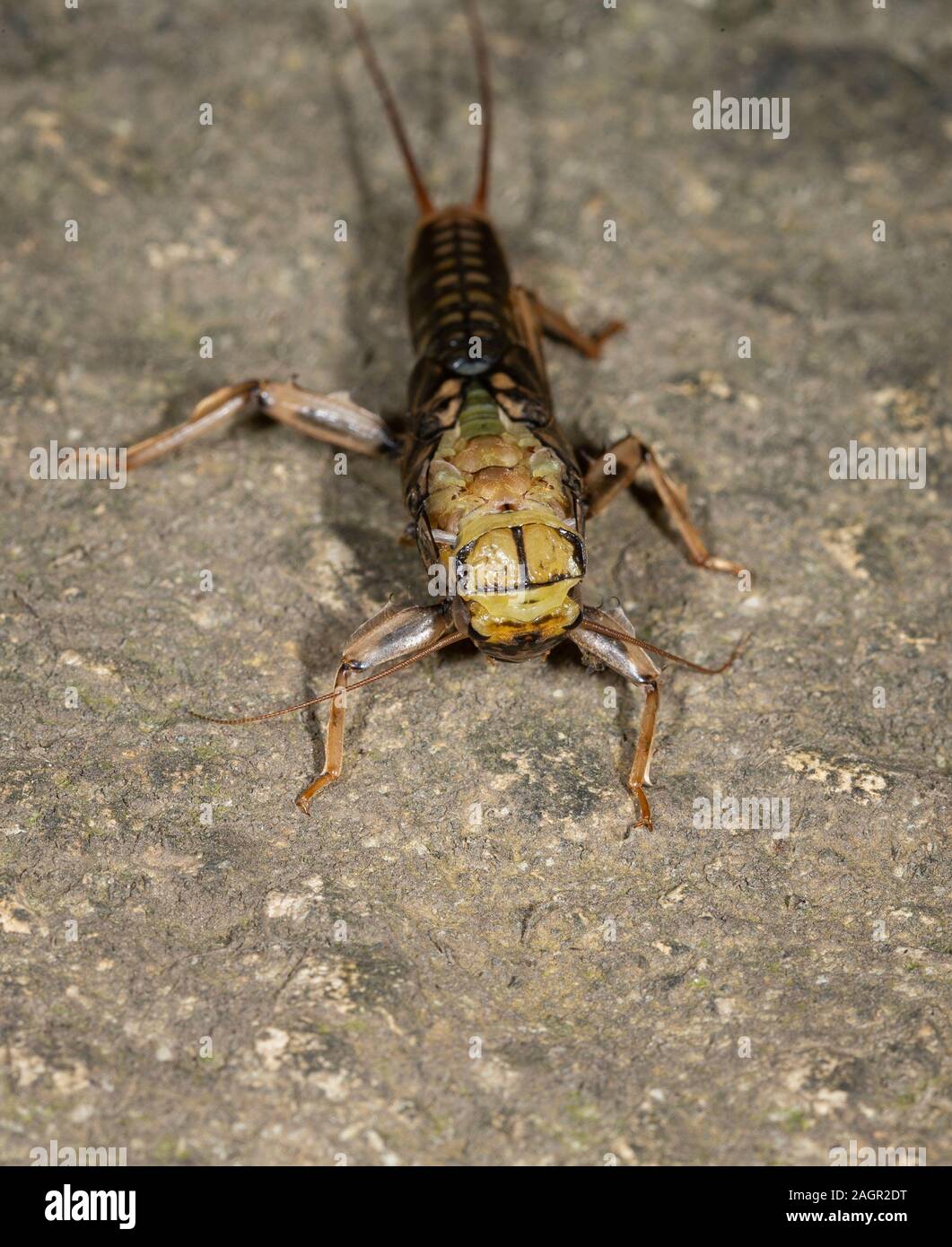 Emerging stonefly, Perla bipunctata, as it leaves the final instar to ...