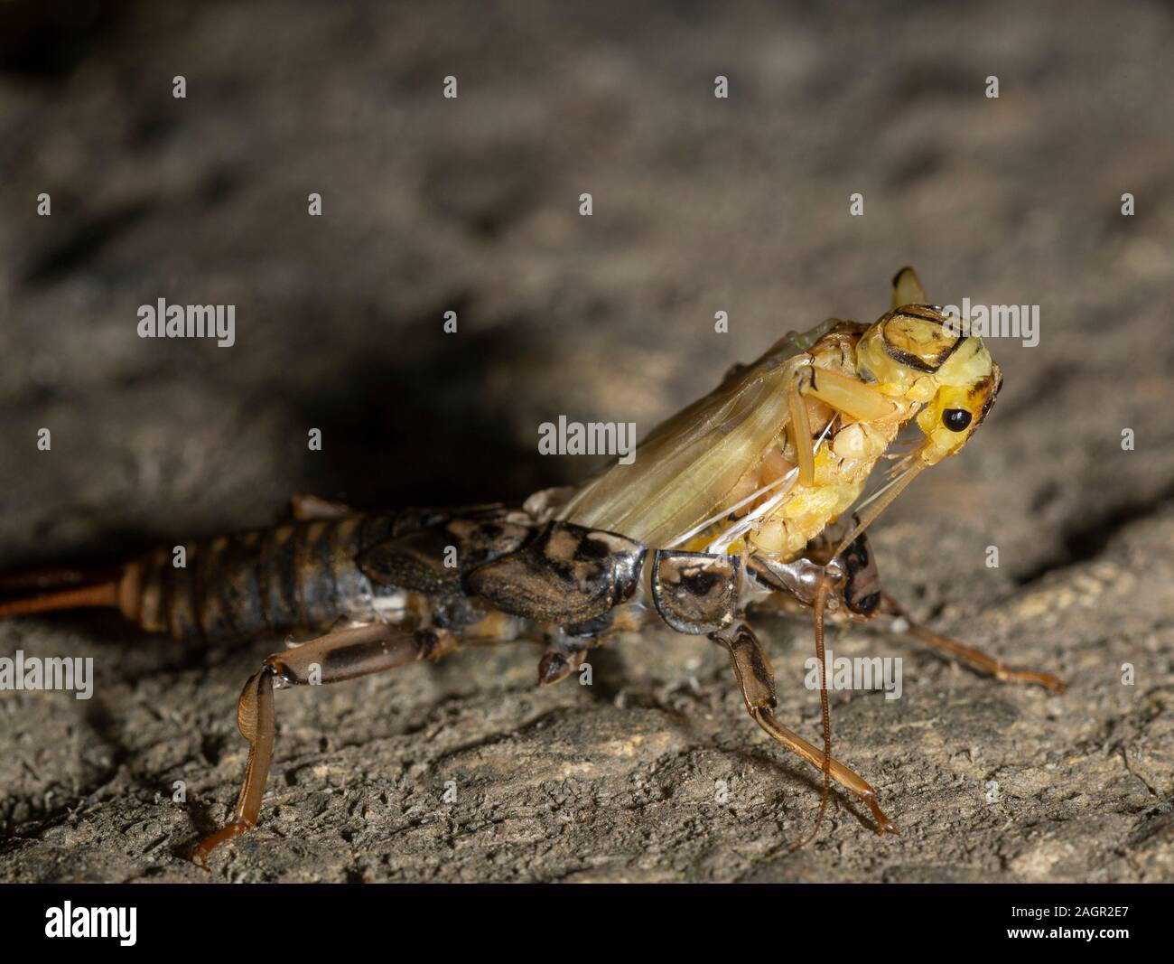 Emerging stonefly, Perla bipunctata, as it leaves the final instar to ...