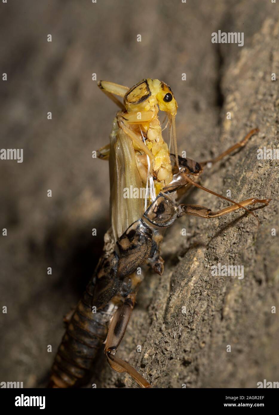 Emerging stonefly, Perla bipunctata, as it leaves the final instar to ...