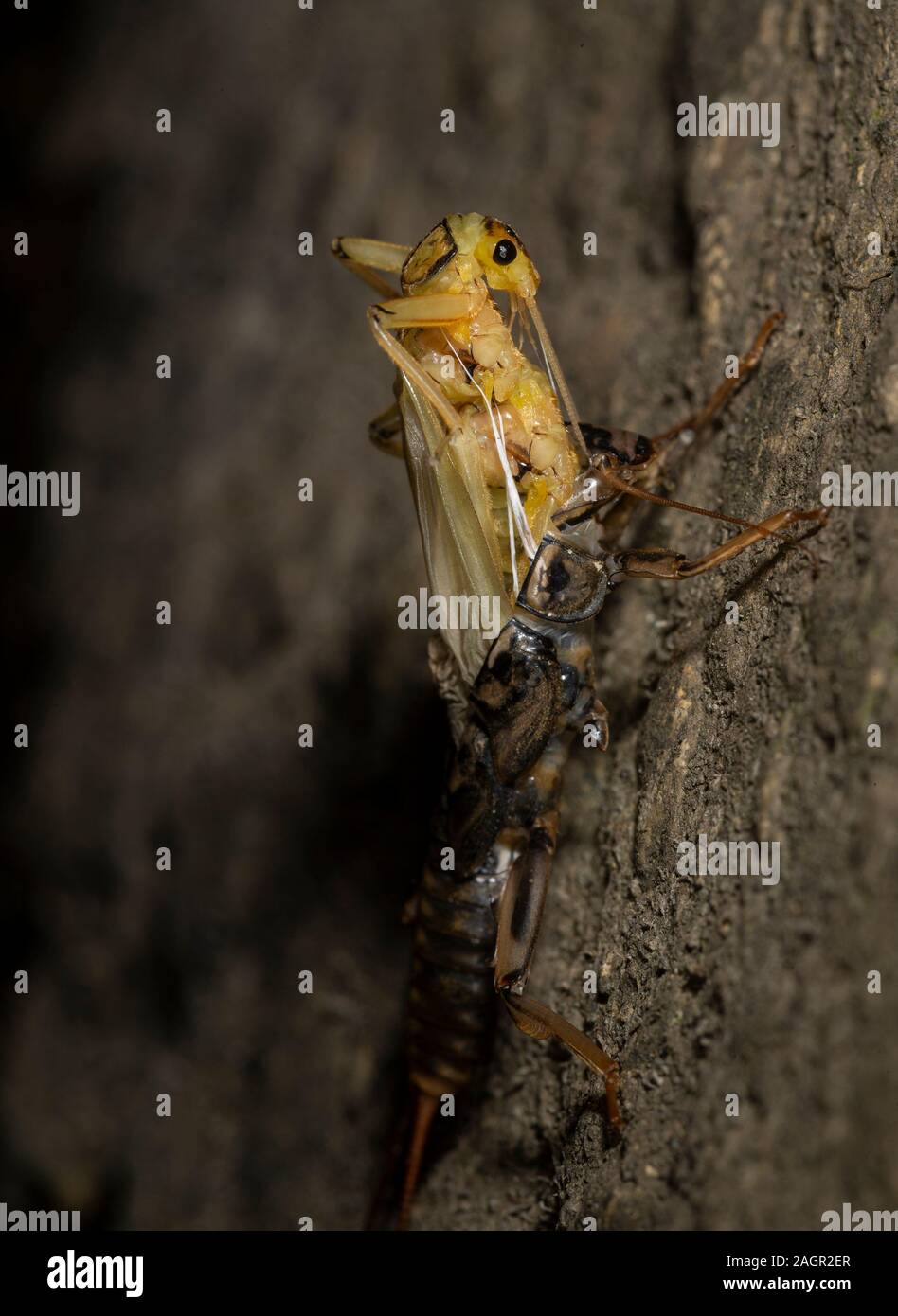 Emerging stonefly, Perla bipunctata, as it leaves the final instar to ...
