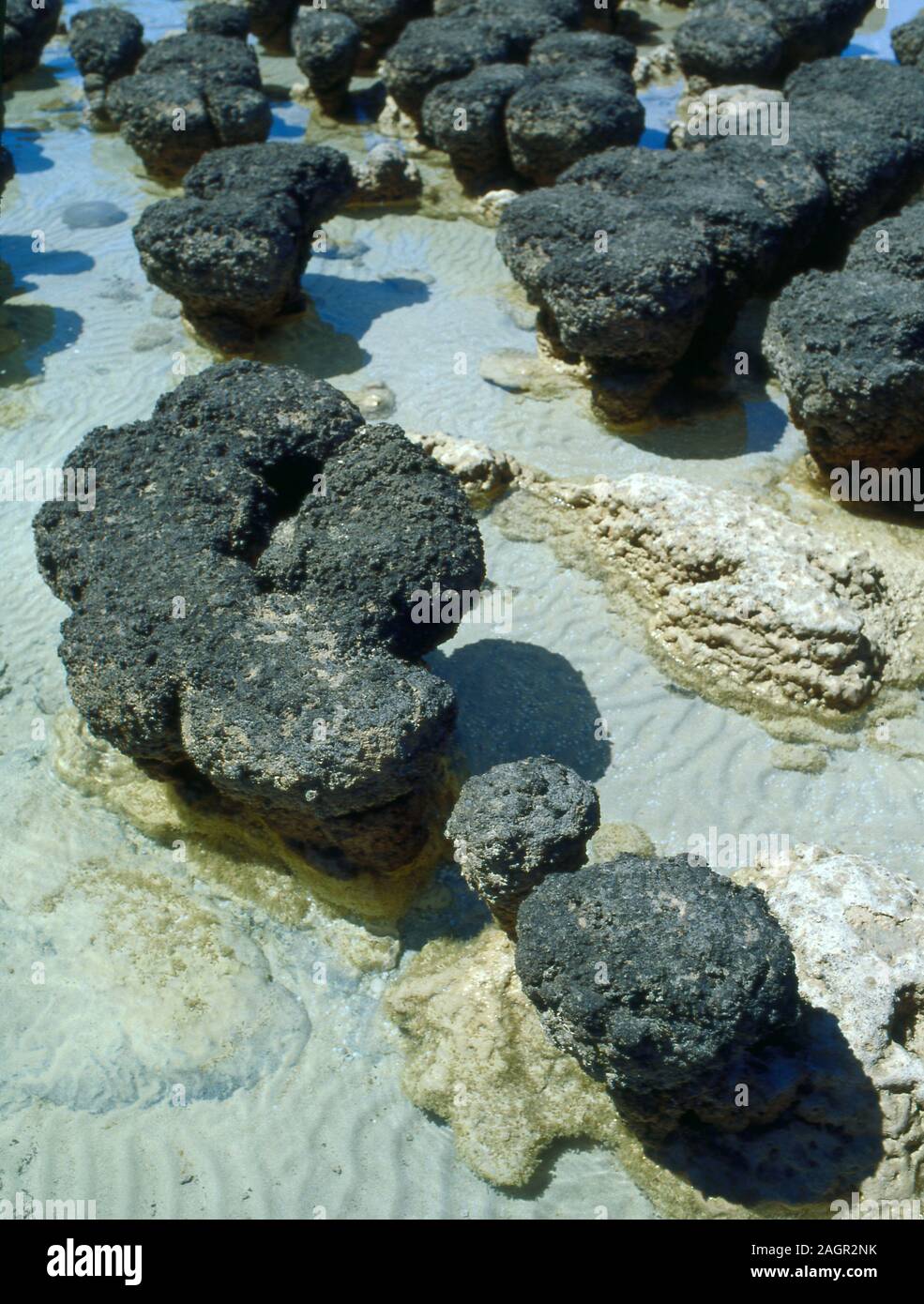 Stromatolite shark bay australia hi-res stock photography and images ...