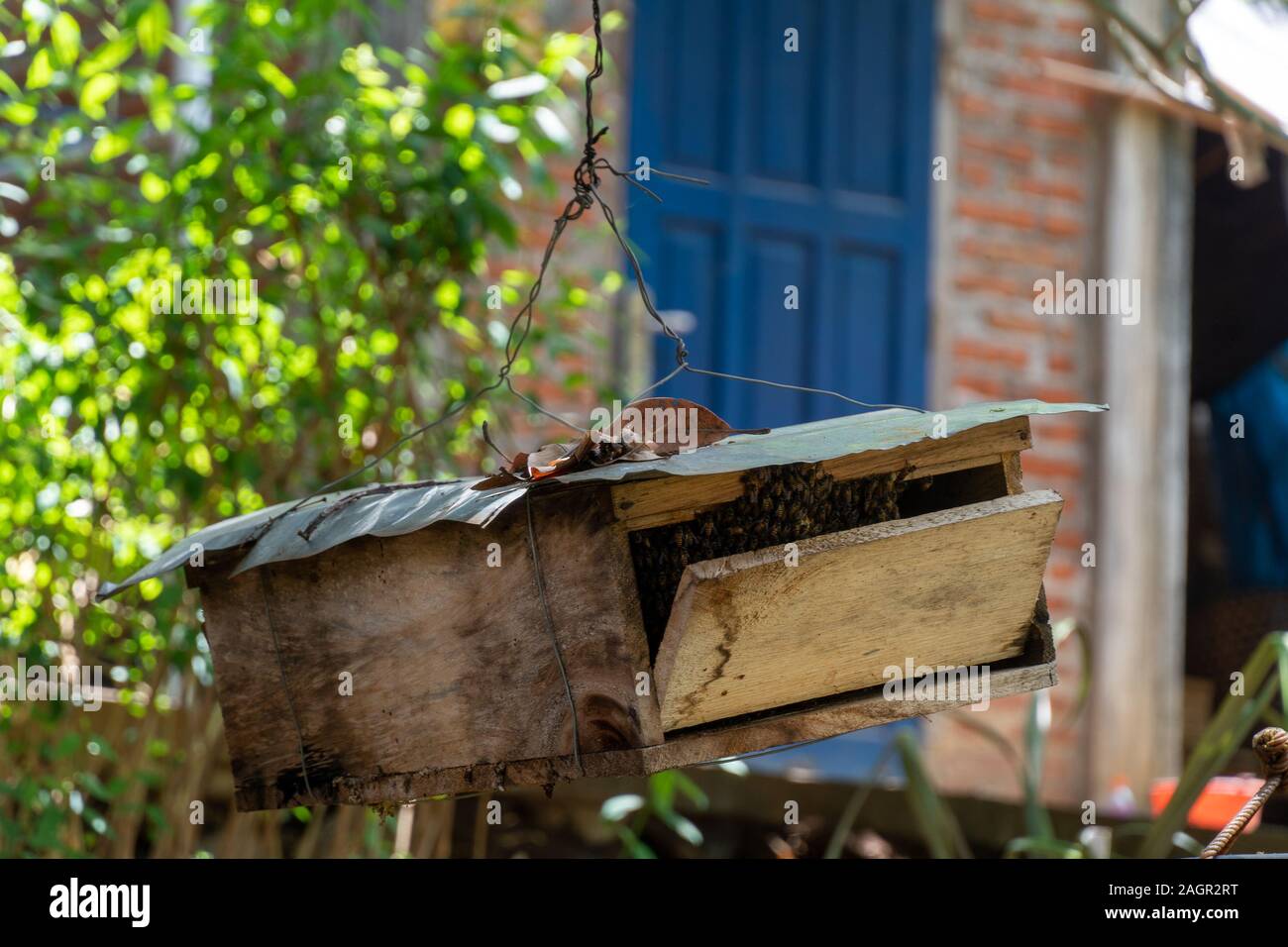 Bee hive hanging from tree hi-res stock photography and images - Alamy