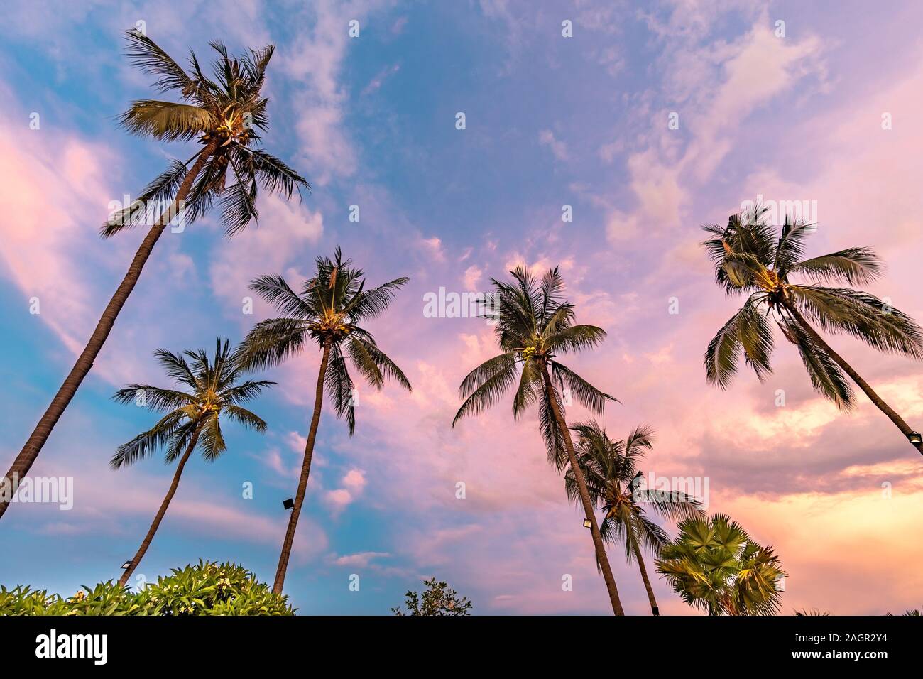 Yellow coconut tree bali indonesia hi-res stock photography and images ...
