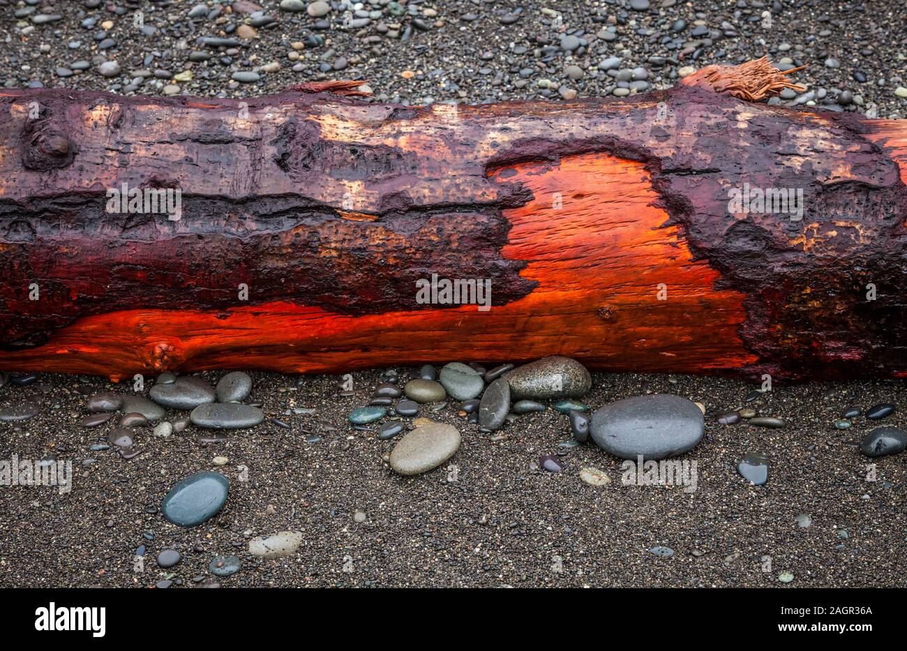 Red alder tree hi-res stock photography and images - Alamy
