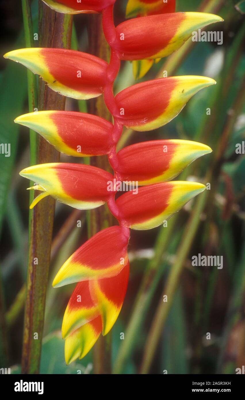 CLOSEUP OF THE GORGEOUS HELICONIA PENDULA FLOWER Stock Photo - Alamy