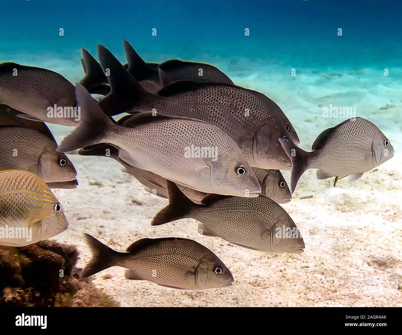 Schooling Fish Bonaire Fish Fish High Resolution Stock Photography and ...