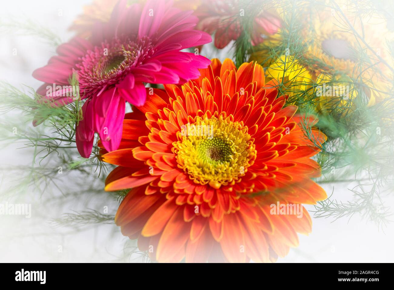 Stylized photo of five gerbera flowers on a light pink background ...