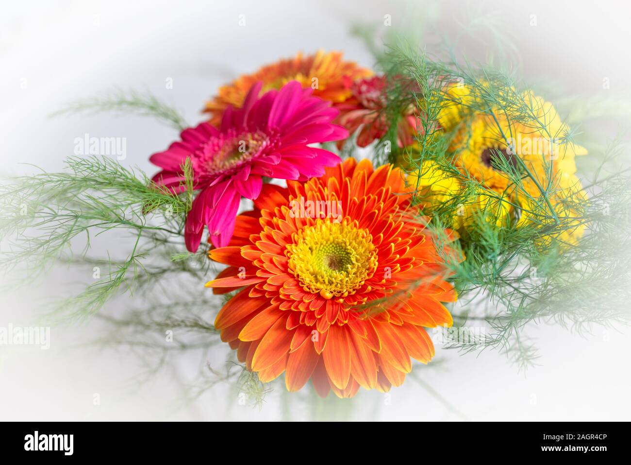 Stylized photo of five gerbera flowers on a light pink background ...