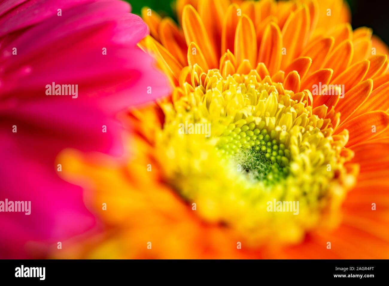 Stylized photo of five gerbera flowers on a light pink background ...