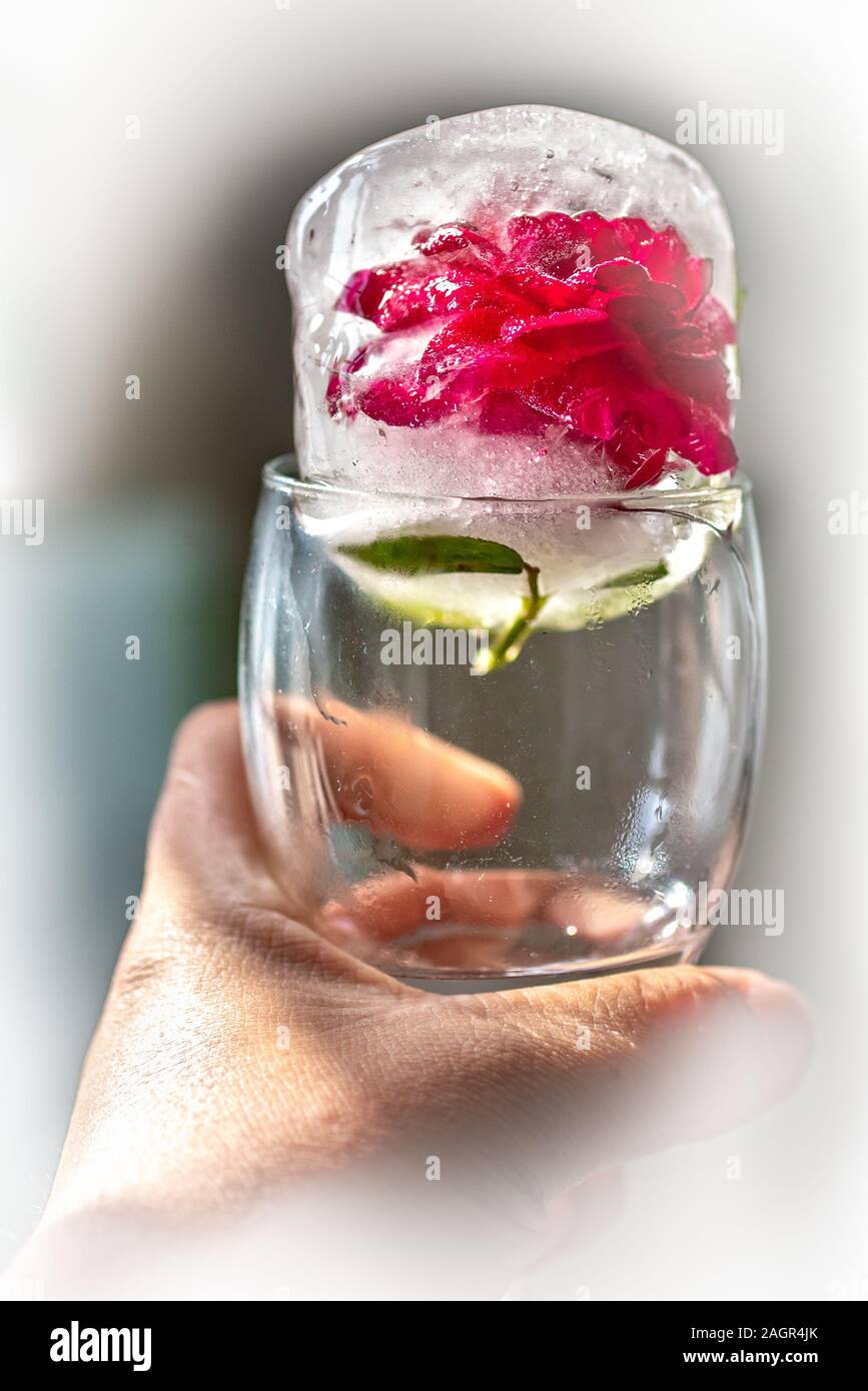 rose flower in ice Stock Photo - Alamy