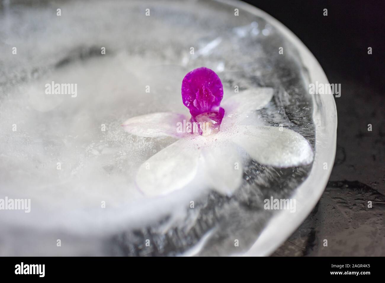 rose flower in ice Stock Photo - Alamy
