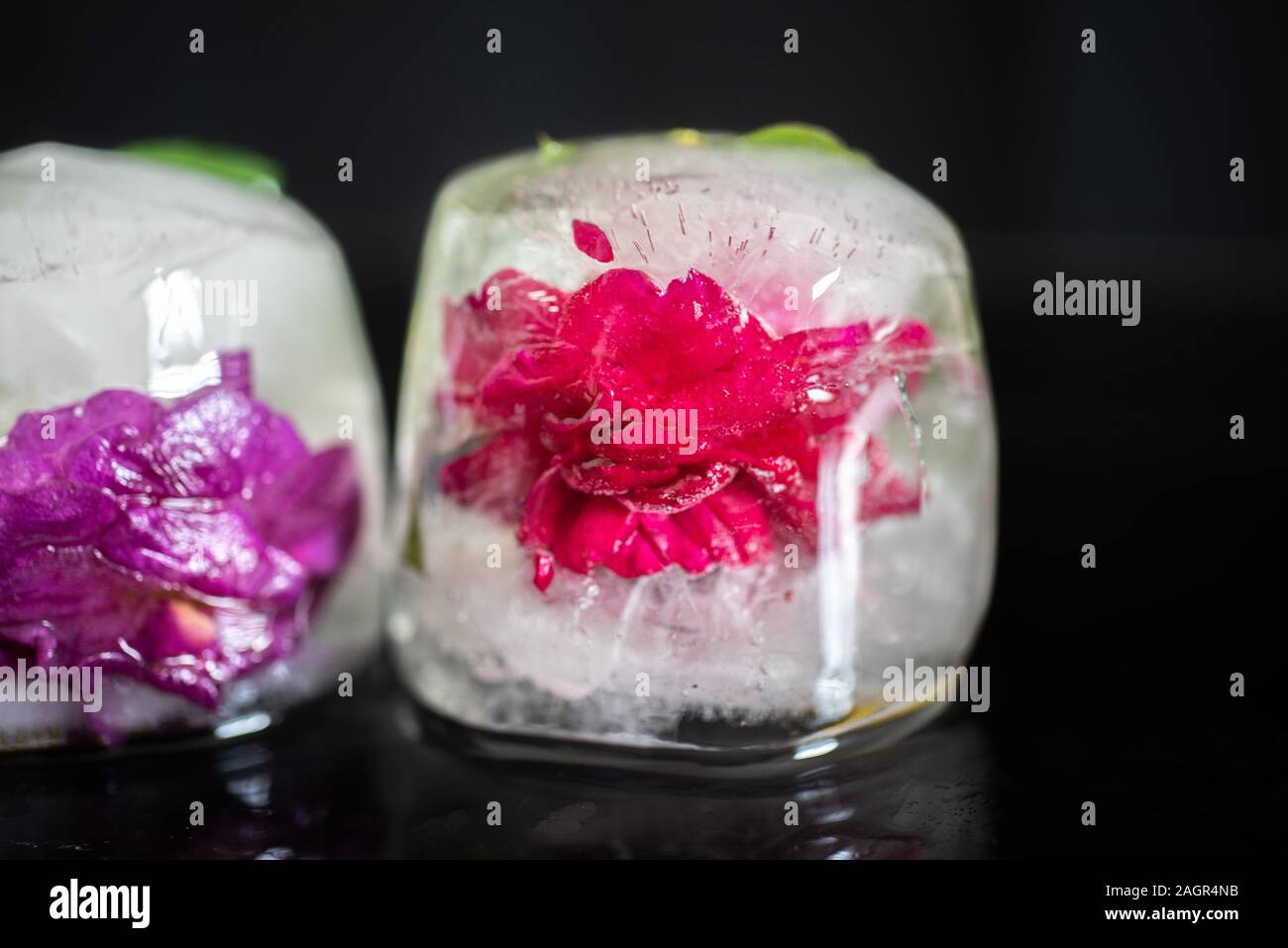 rose flower in ice Stock Photo - Alamy