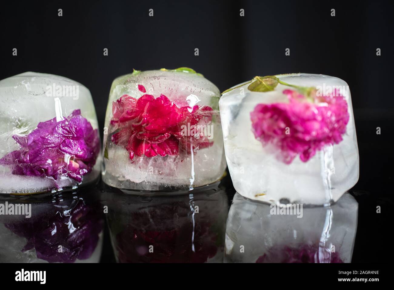rose flower in ice Stock Photo - Alamy