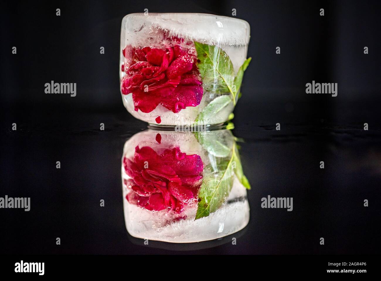 rose flower in ice Stock Photo - Alamy