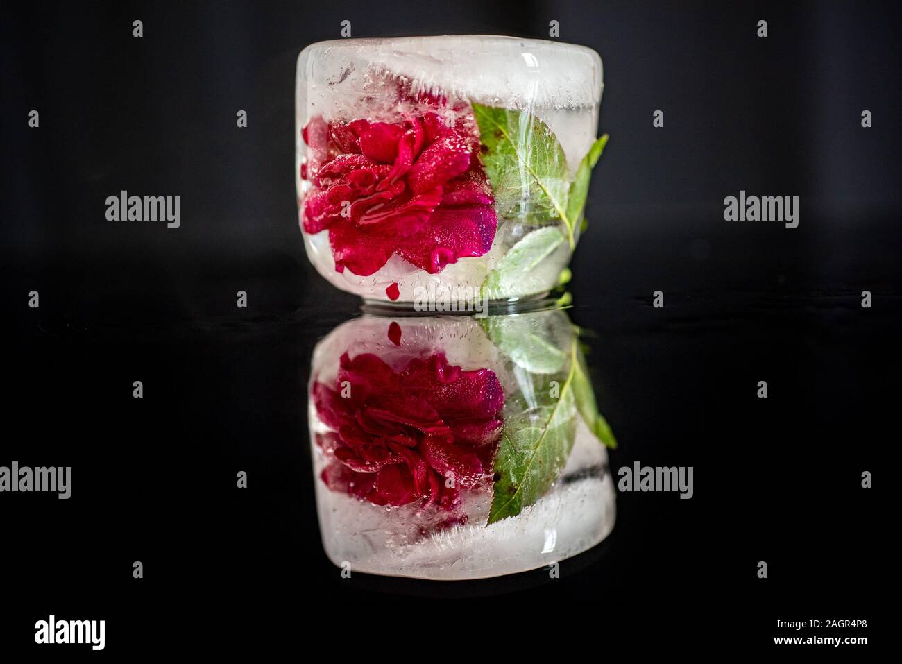 rose flower in ice Stock Photo - Alamy