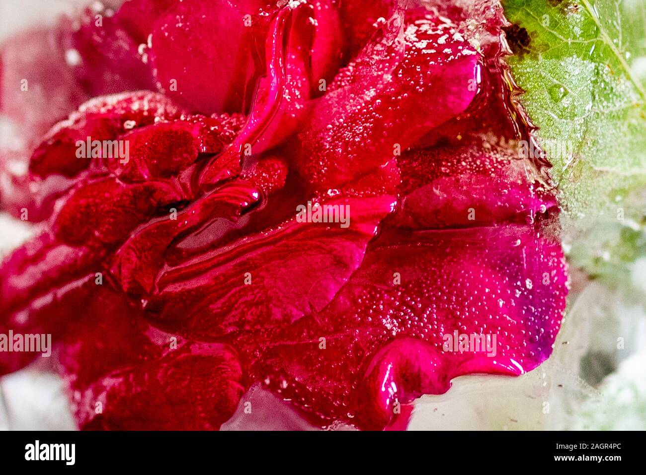 rose flower in ice Stock Photo - Alamy