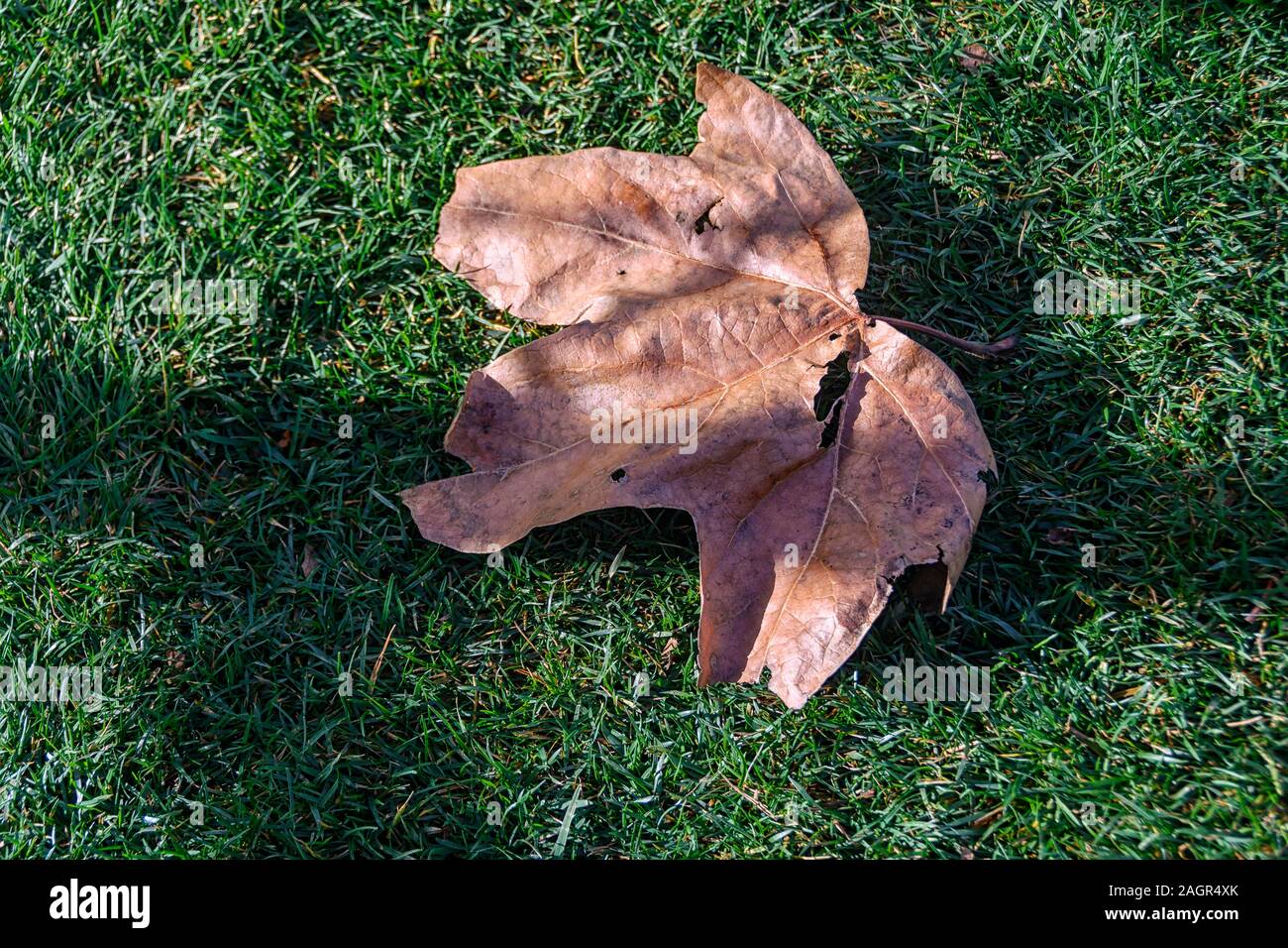 Decaying leaf background hi-res stock photography and images - Alamy