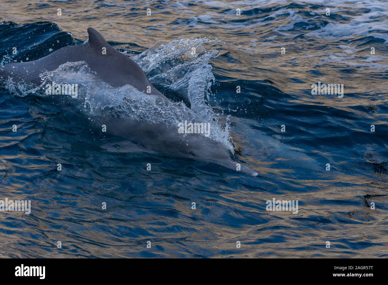 Indo pacific humpback dolphin hi-res stock photography and images - Alamy