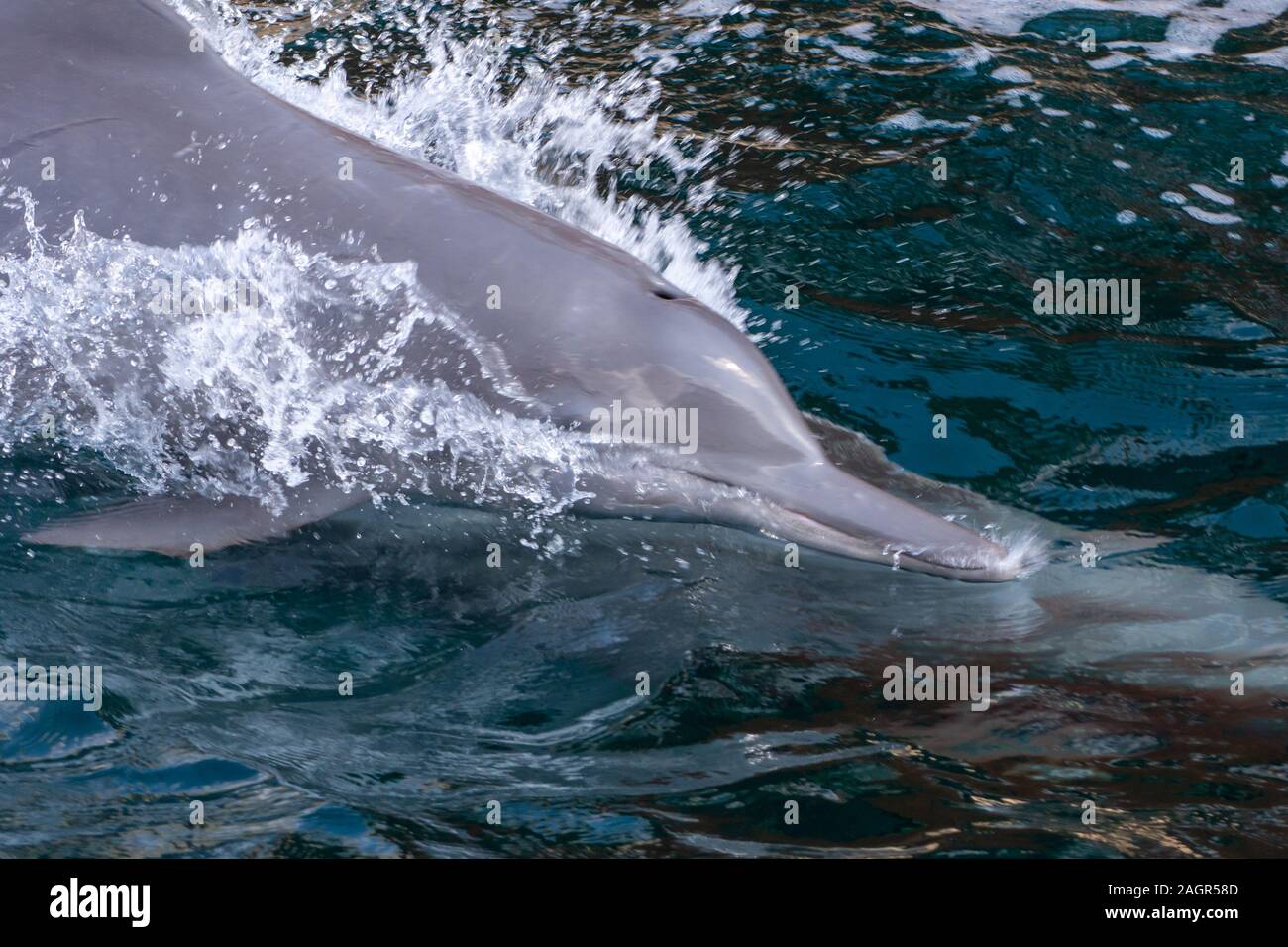 Indo pacific humpback dolphin sousa chinensis hi-res stock photography ...