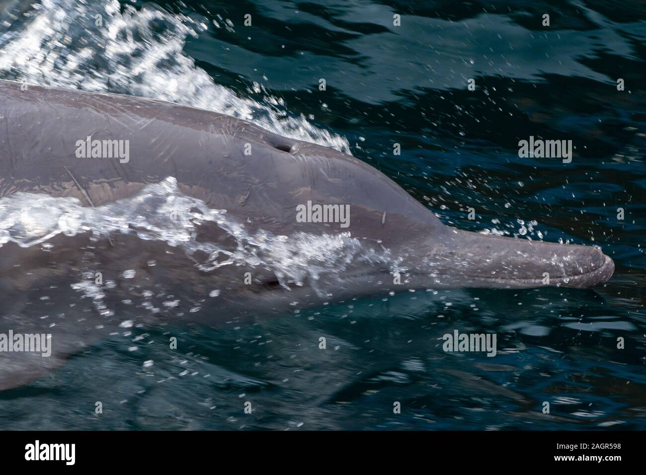 Close up of Indo-pacific humpback dolphins (sousa chinensis) in ...