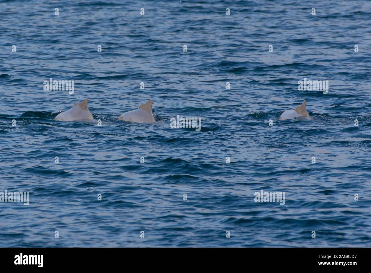 Indo pacific humpback dolphin hi-res stock photography and images - Alamy
