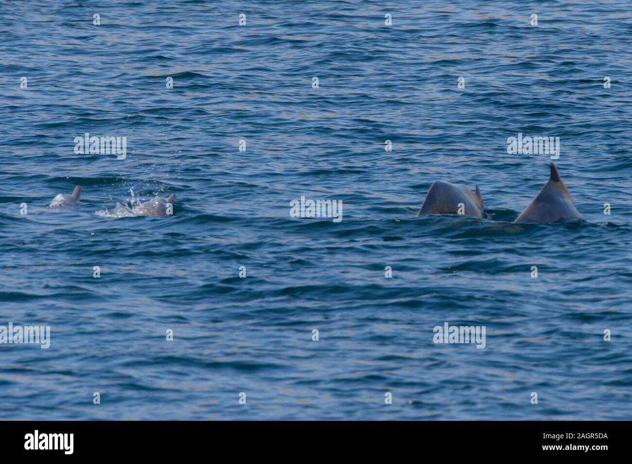 Indo pacific humpback dolphin hi-res stock photography and images - Alamy