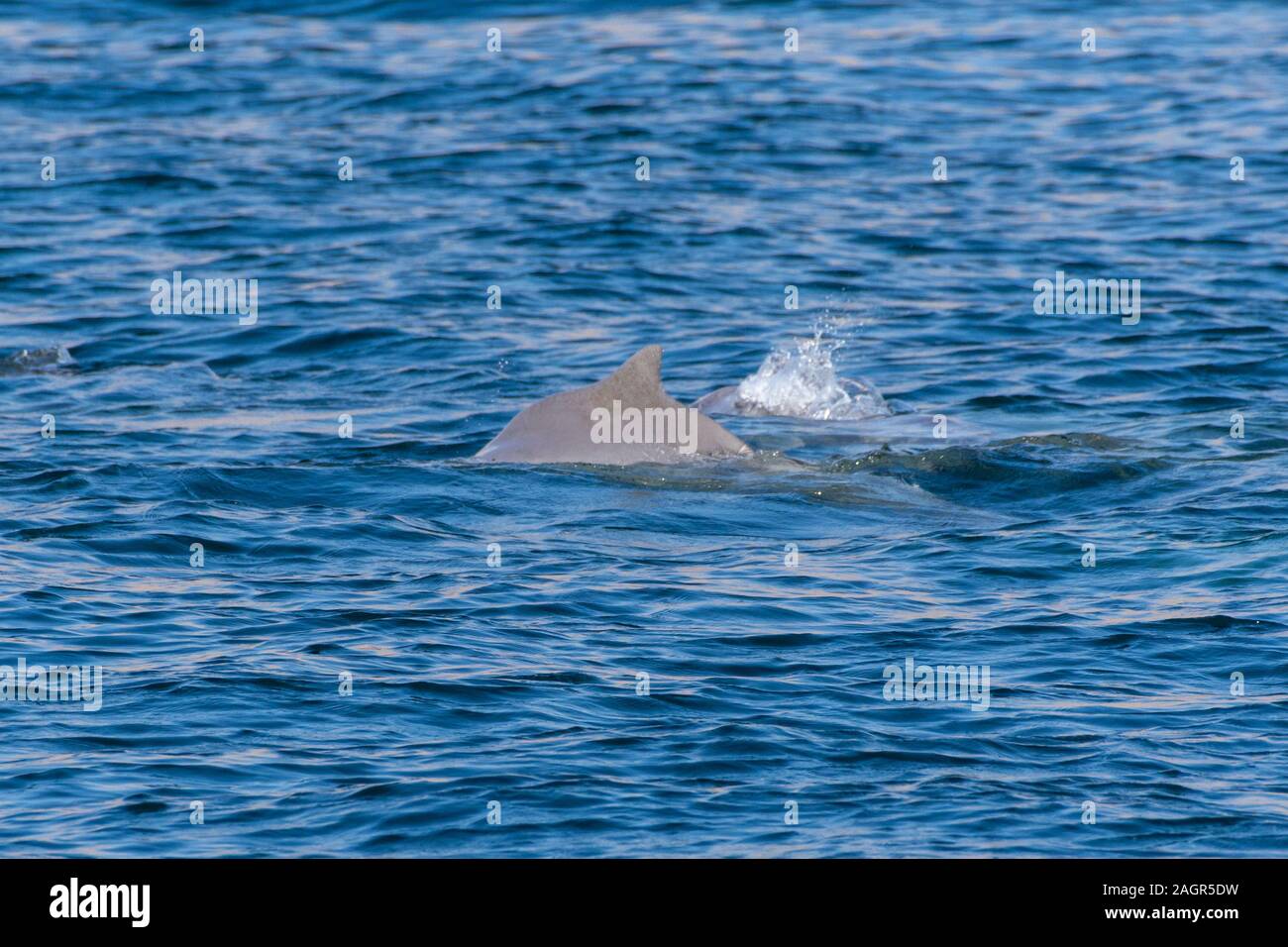 Indo pacific humpback dolphin hi-res stock photography and images - Alamy