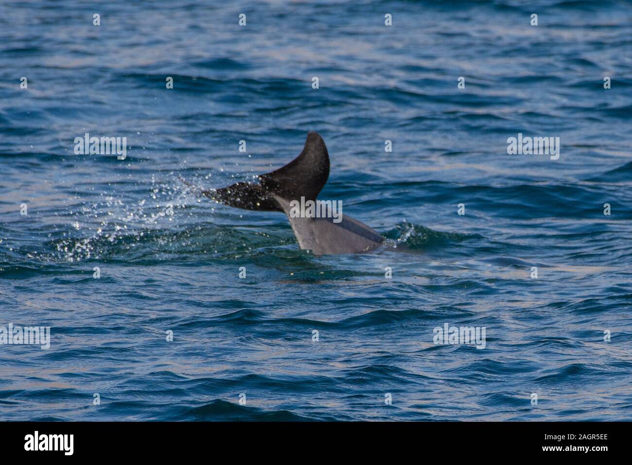 Indo-pacific humpback dolphins (sousa chinensis) showing tail fin in ...