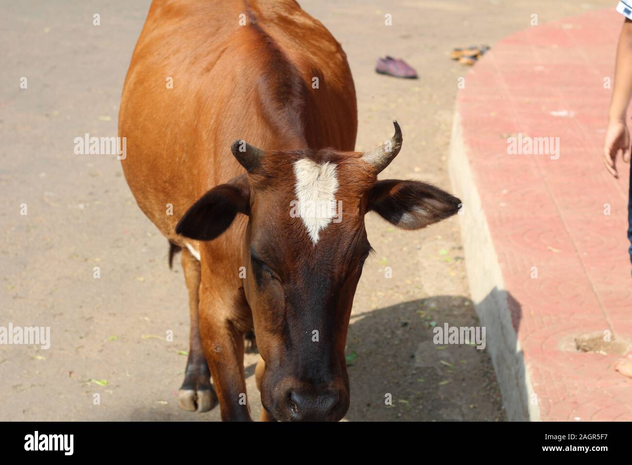 Cattle heart hi-res stock photography and images - Alamy