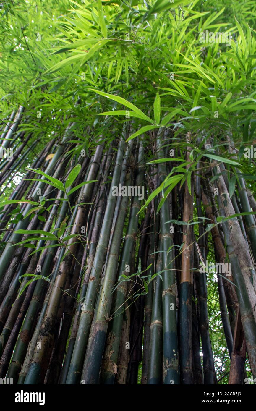 Bamboo tree in the rainforest at Kanchanaburi national park, Thailand ...