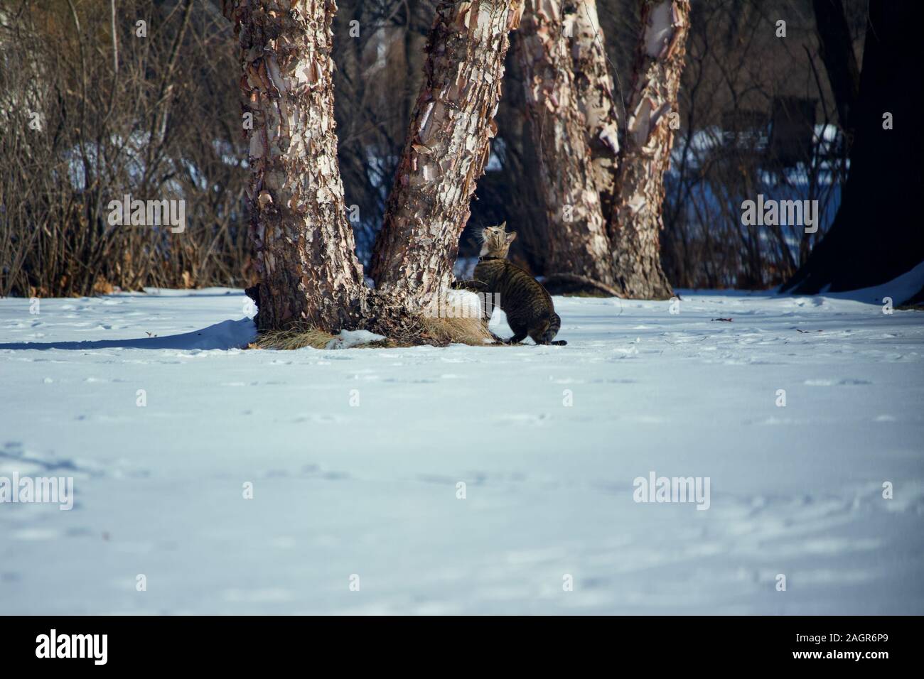 Snow shoe tabby hi-res stock photography and images - Alamy