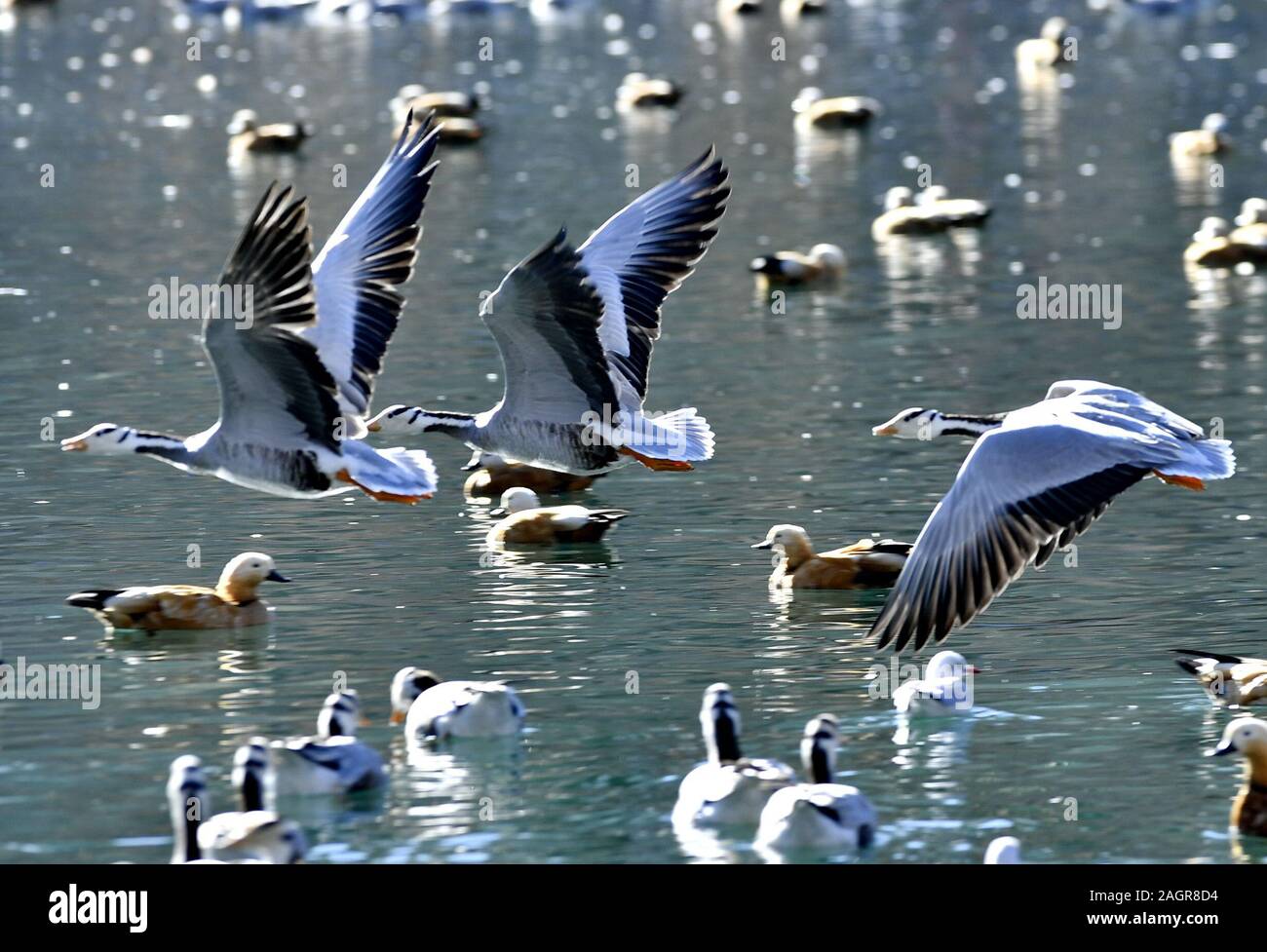 20 geese hi-res stock photography and images - Alamy