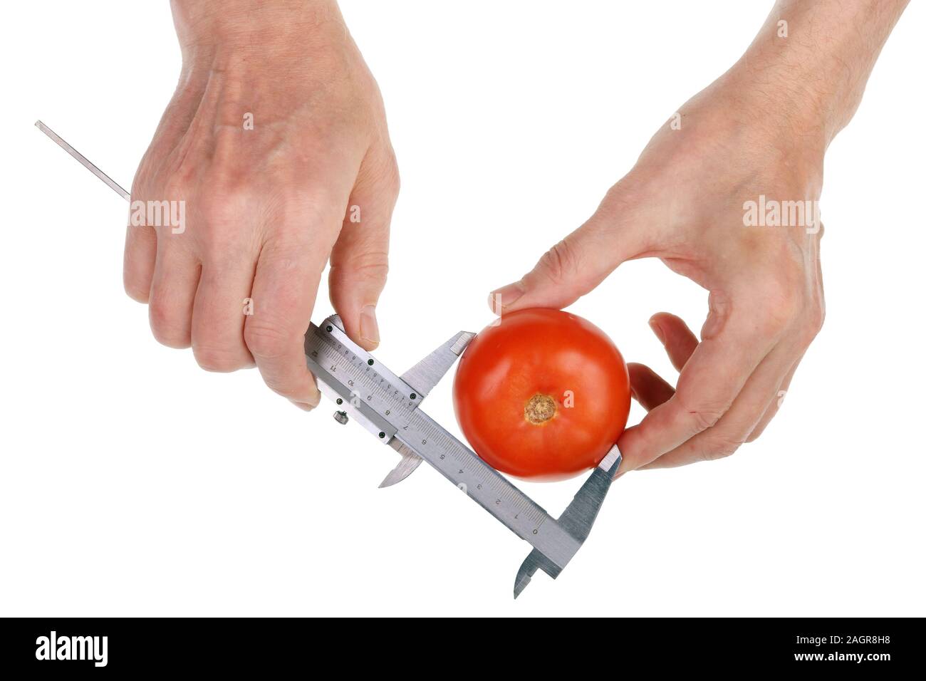 Farmer checks the size and quality of ripe tomato using a steel caliper ...