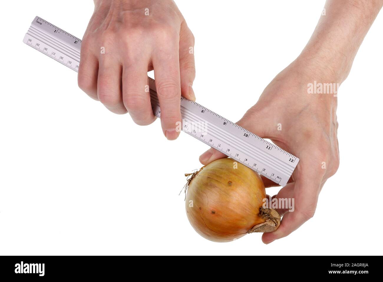 Farmer checks the size and quality of onion bulb using a ruler isolated ...