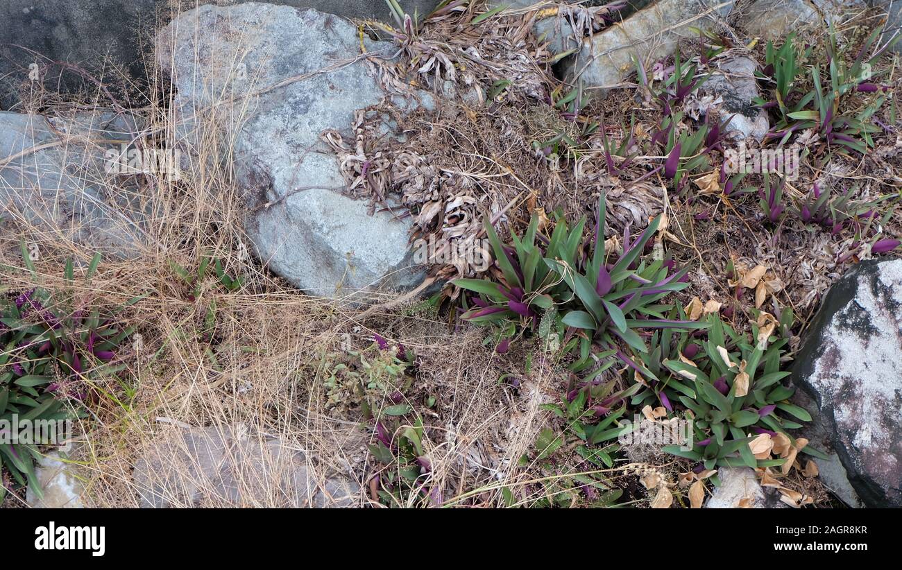 Rhoeo dwarf plants hi-res stock photography and images - Alamy