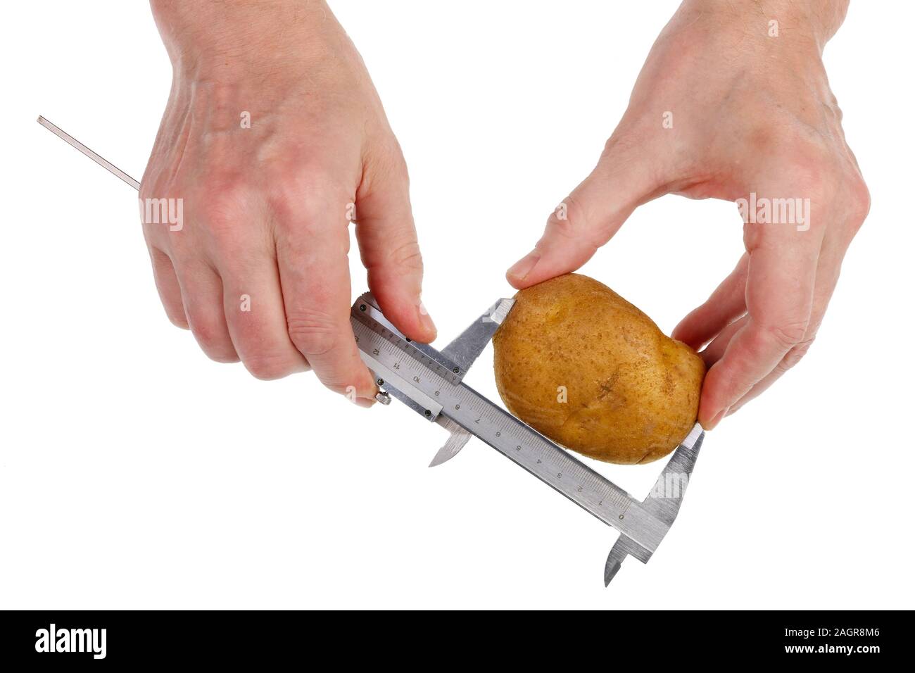 Farmer checks the size and quality of potato vegetable bulb using a ...