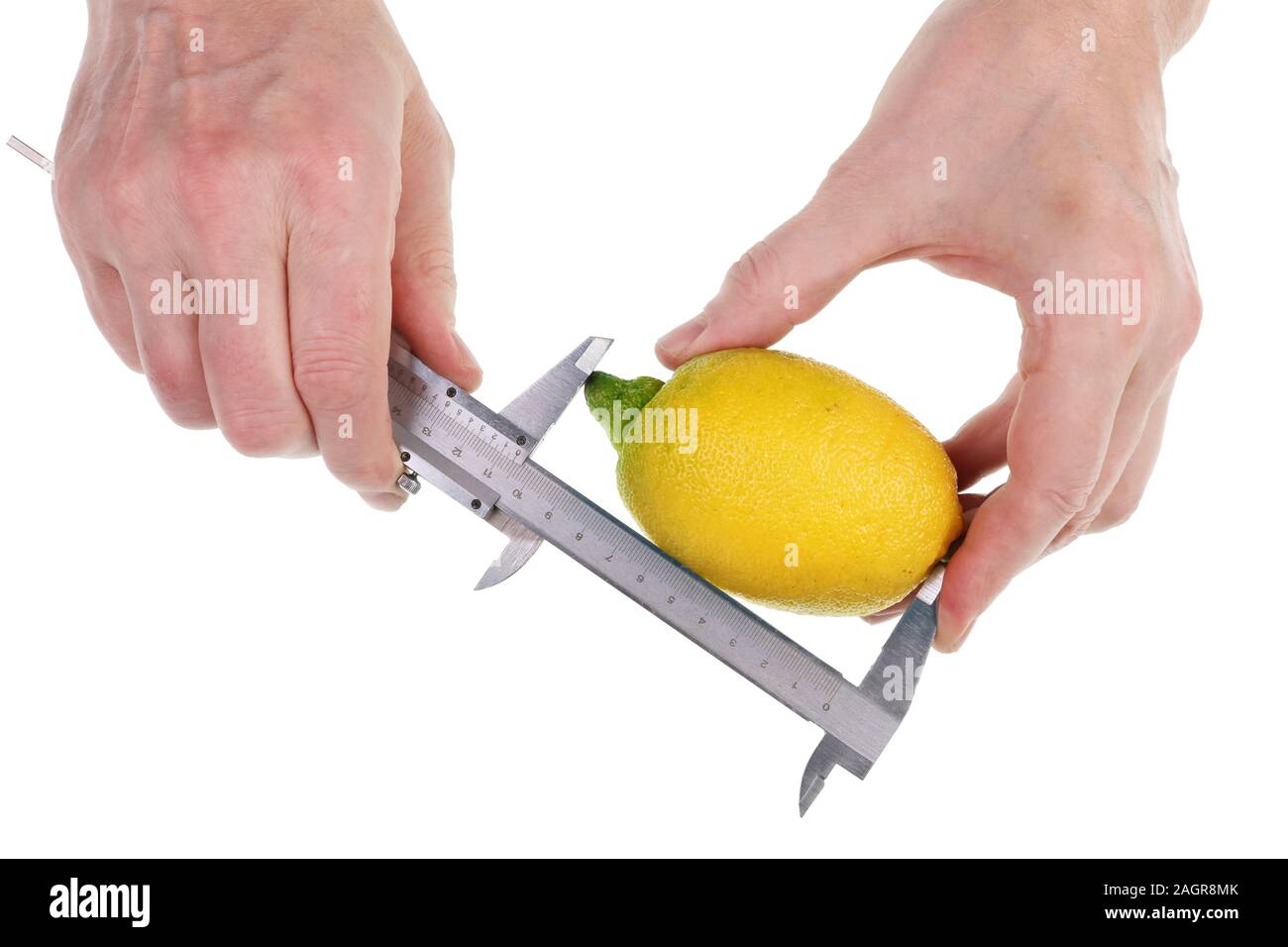 Farmer checks the size and quality of ripe yellow lemon fruit using a ...