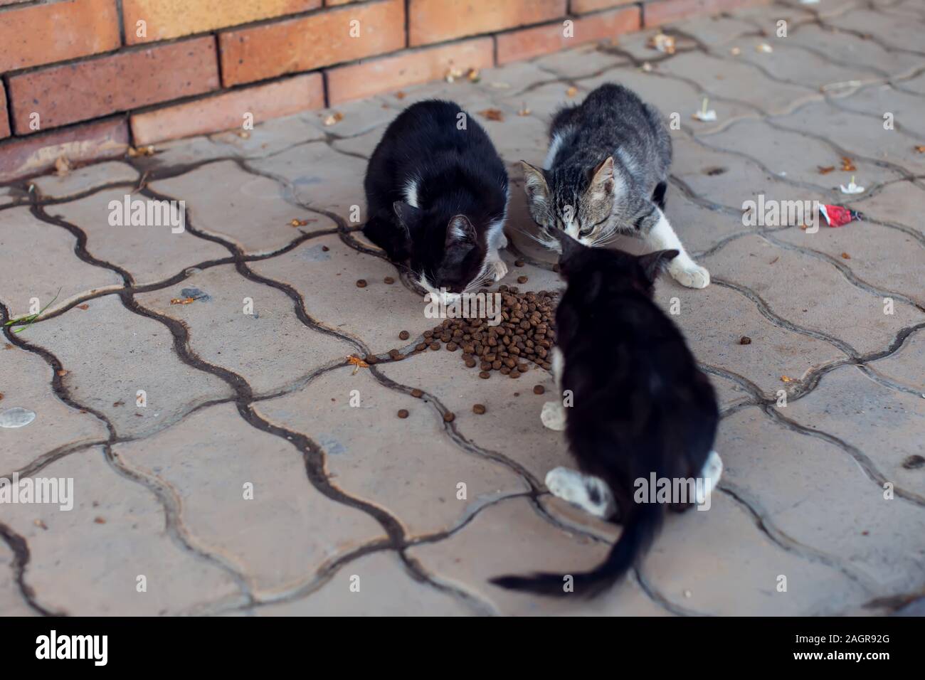 Homeless hungry kittens eating food on the street. Animal protection ...