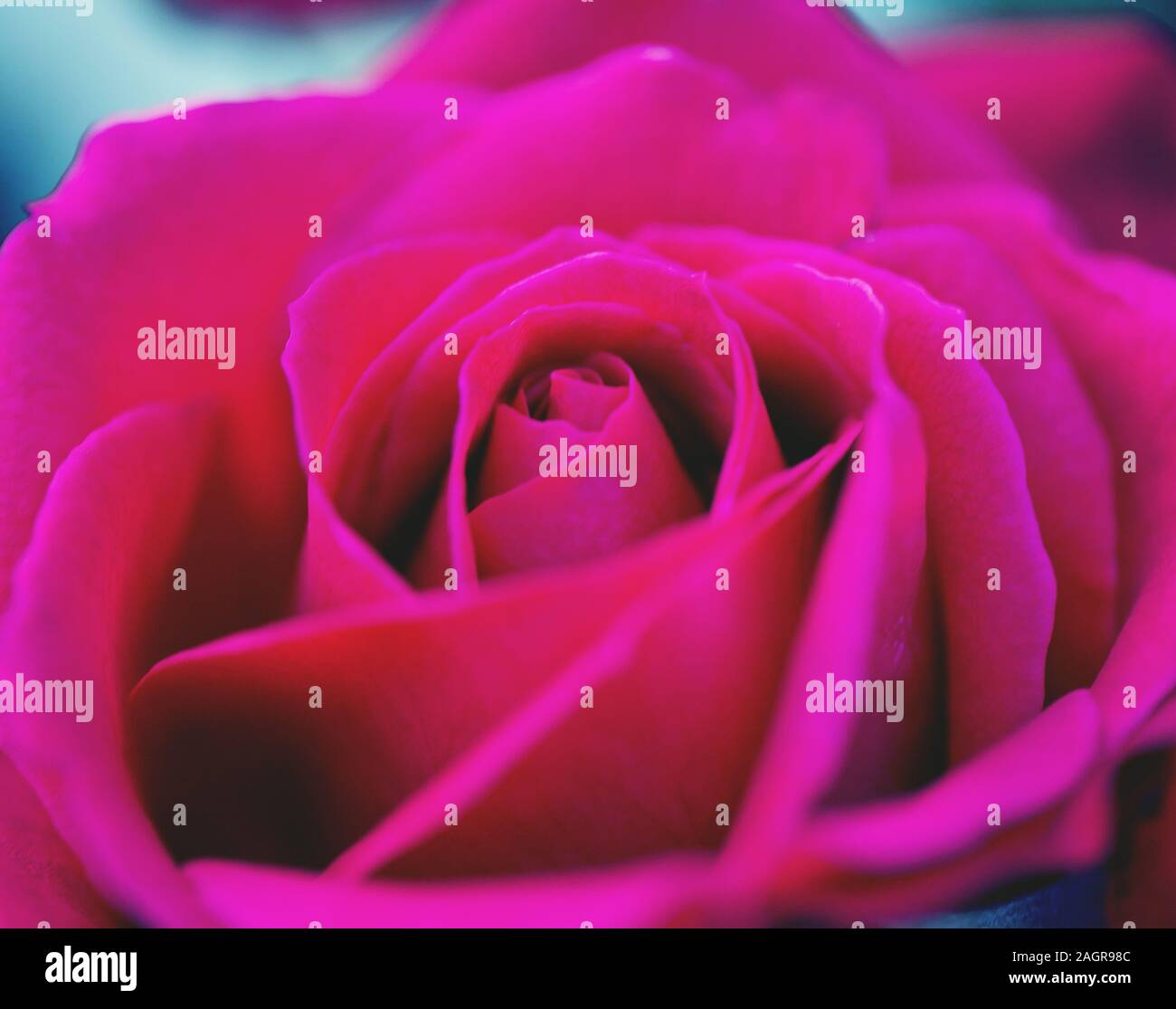 Large bud red rose hi-res stock photography and images - Alamy