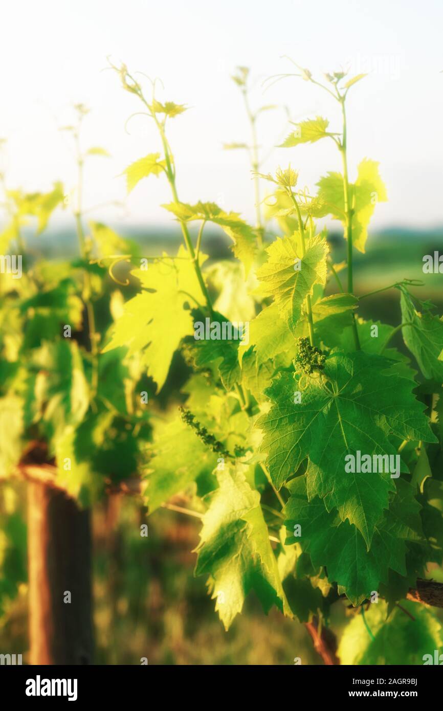 Soft focus effect hi-res stock photography and images - Alamy